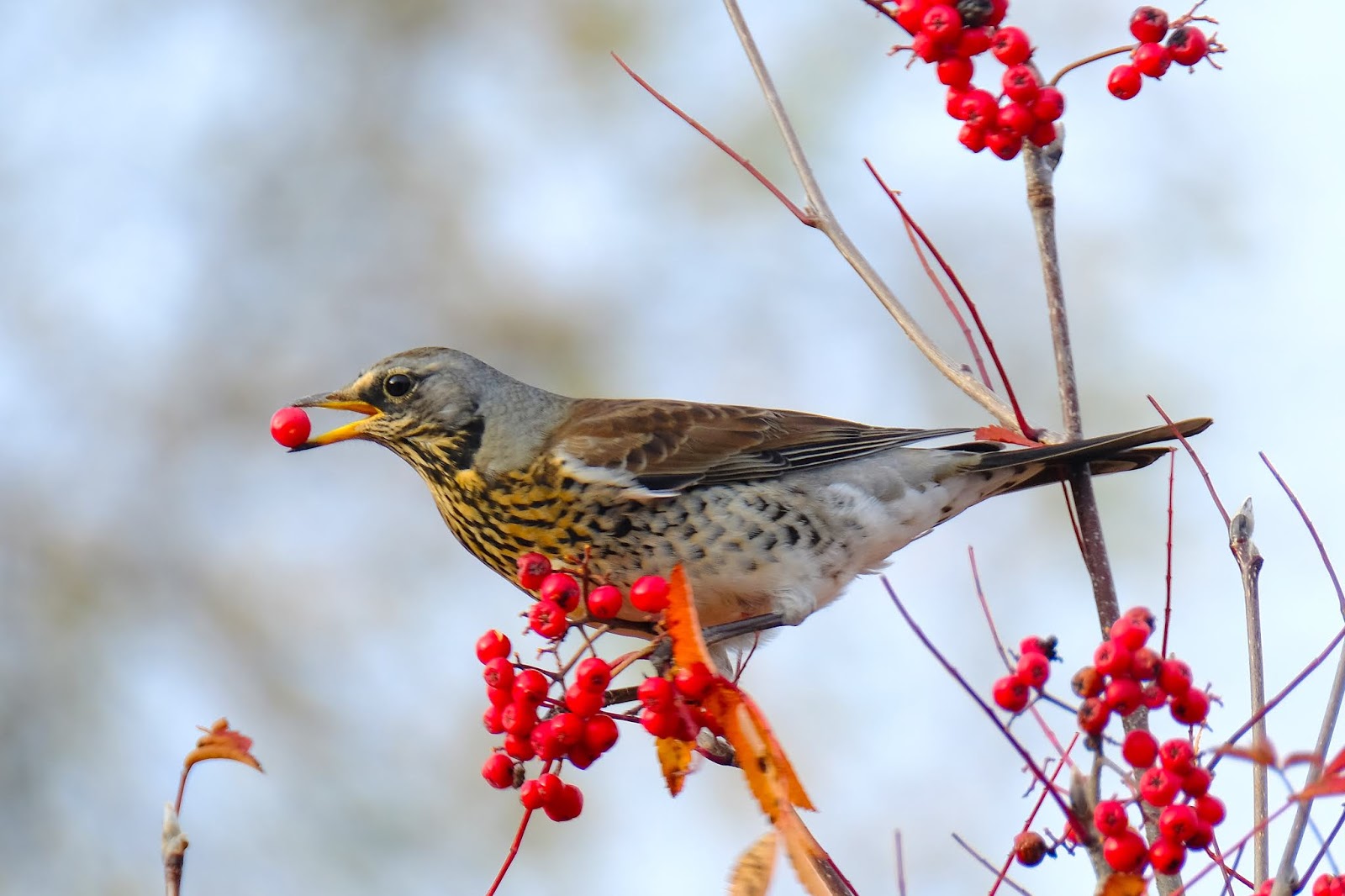 TARMACHAN MOUNTAINEERING: REDWING & FIELDFARES, AUTUMN COLOURS & CALENDARS