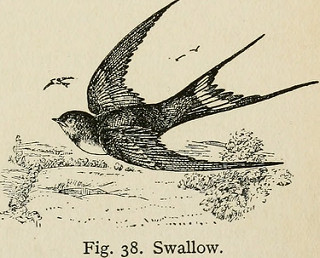 The Nerd Manual: Nerdism: What is the Airspeed Velocity of an Unladen ...