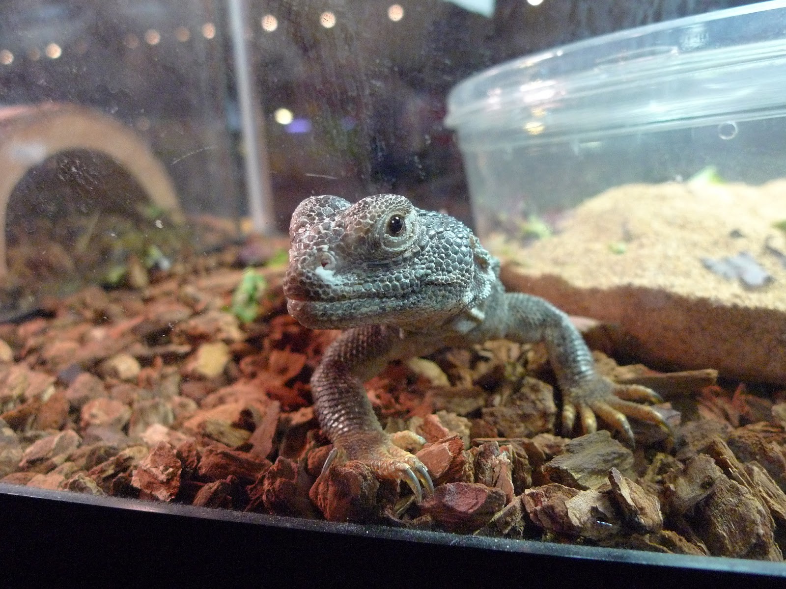Paraherpetology: Repticon Dallas, Part 7: The Texas Reptile Exchange