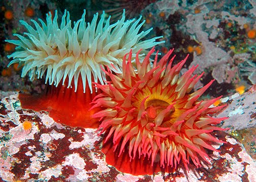 KINGDOM ANIMALIA (DUNIA HEWAN)