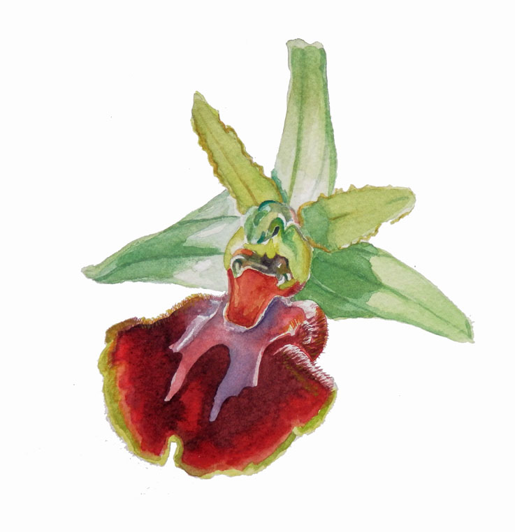 lorenzo dotti sketcher: 2017