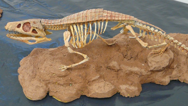 GONDWANA EXOTICA: junio 2014