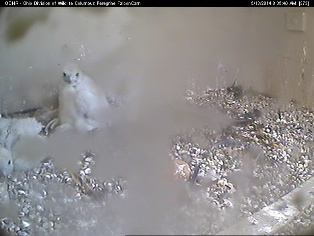 Columbus Peregrine Falcon Update: Names are In and More Milestones