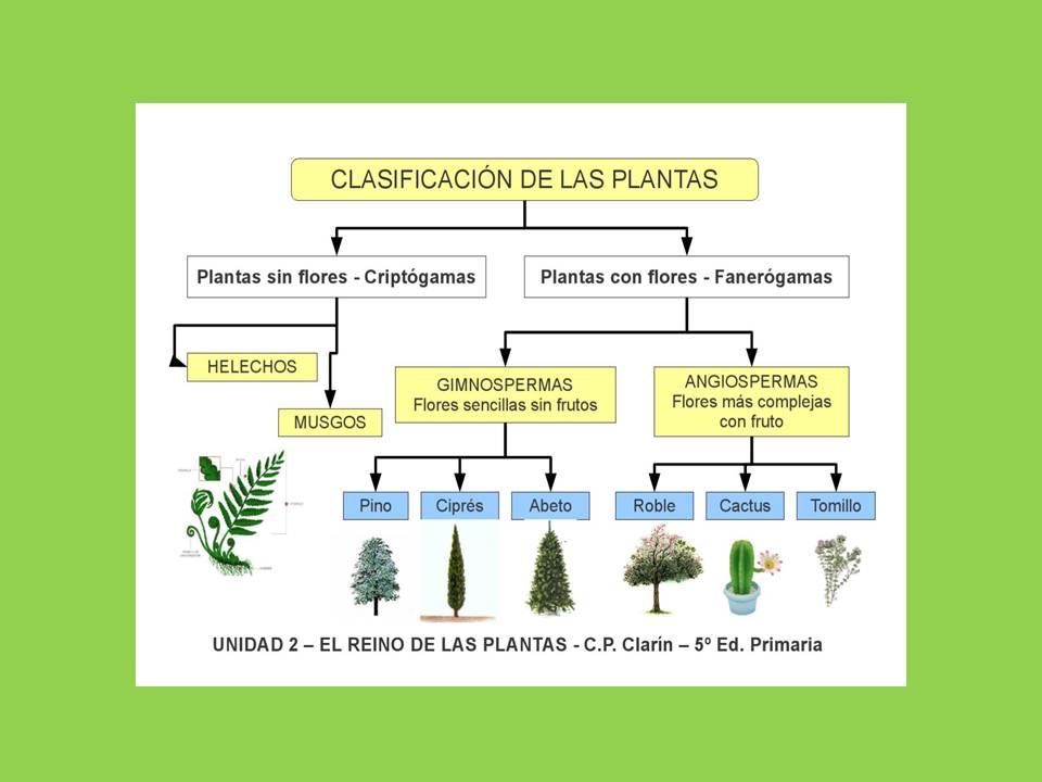 Actividad a realizar