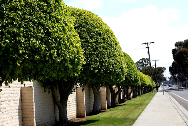 A photo, A thought............: Observation: Tree-lined path