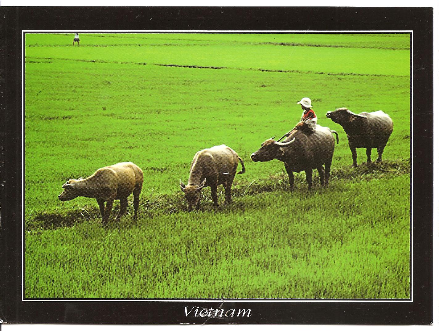 MY POSTCARD-PAGE: VIETNAM ~Water Buffalo~