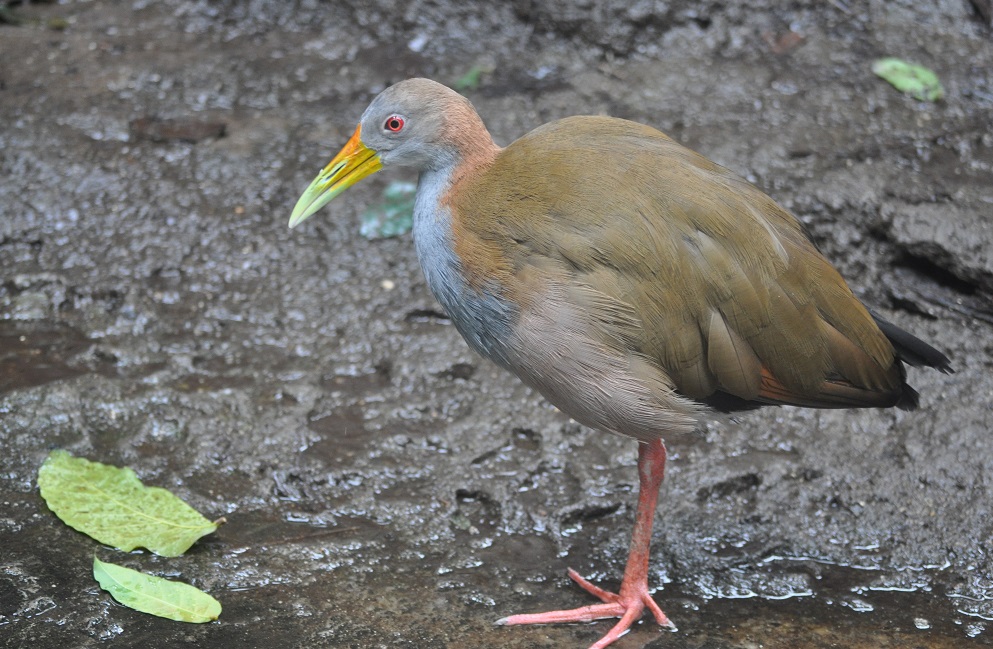 ZOOTOGRAFIANDO (6.100 ANIMALS): RASCÓN DE CUELLO ROJO / GIANT WOOD-RAIL ...