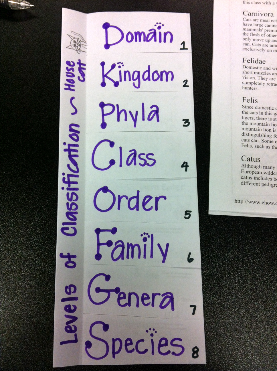 Life in Middle School: Animal Classification Foldable