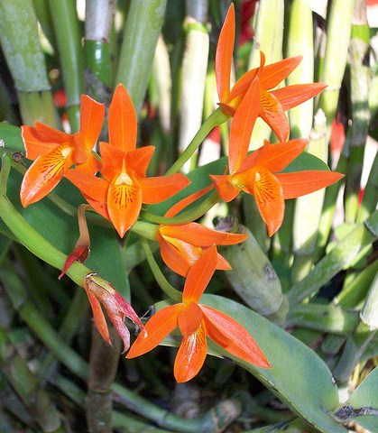 Emprender: Ecoparque Xcaret, a 70 km de Cancún