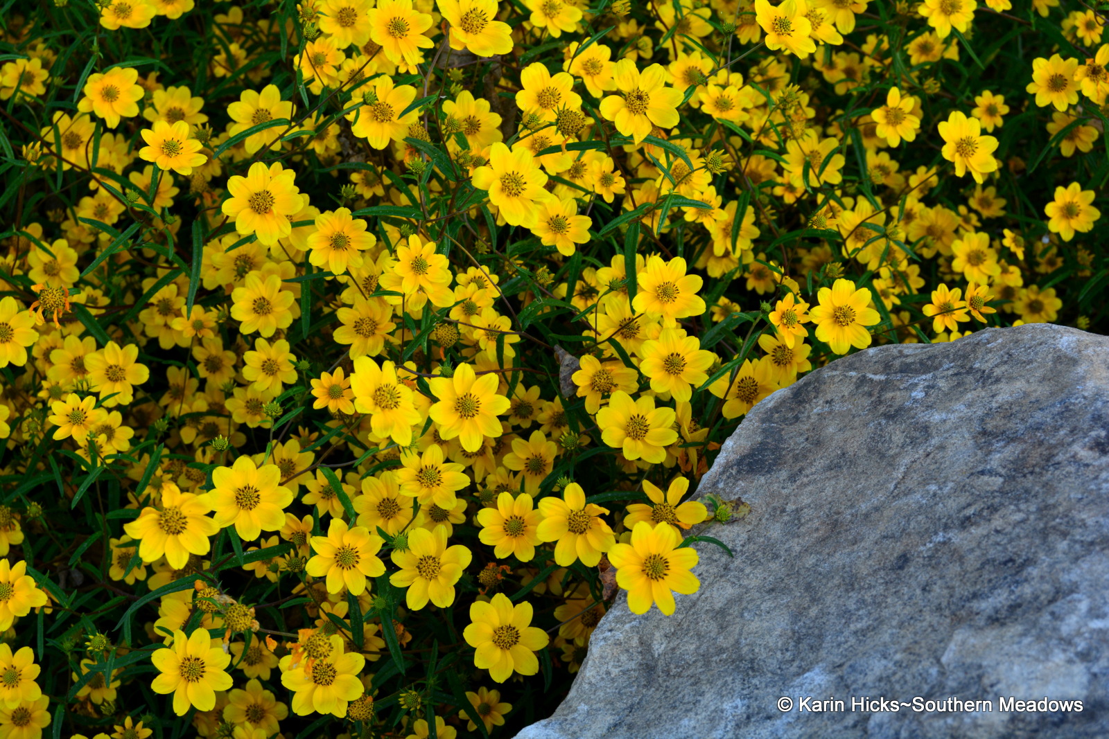 Wildflower Wednesday: Helianthus porteri