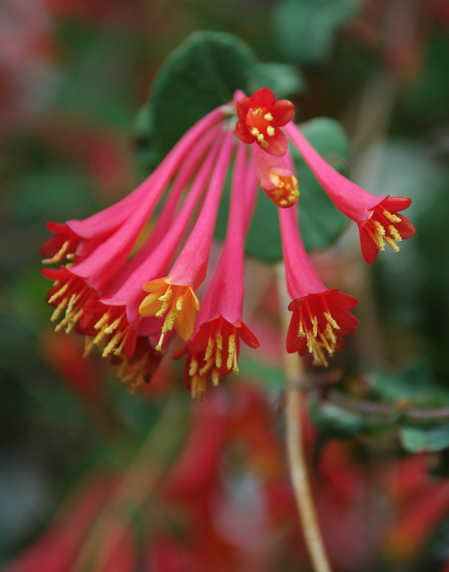 Savvy Styled Sessions: Fashion Color Report #3 -HONEYSUCKLE