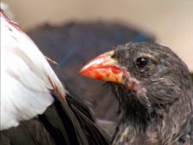 Real Monstrosities: Vampire Finch