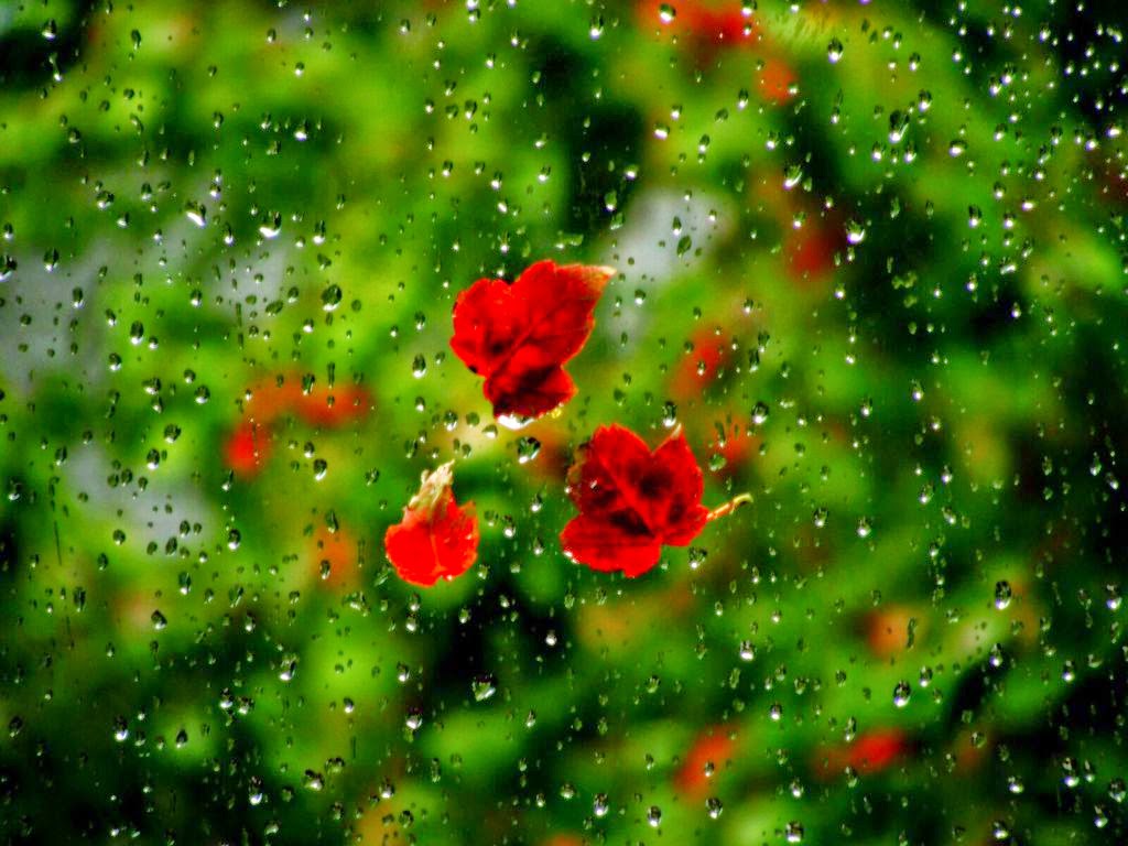 Rain - Rain Wallpapers