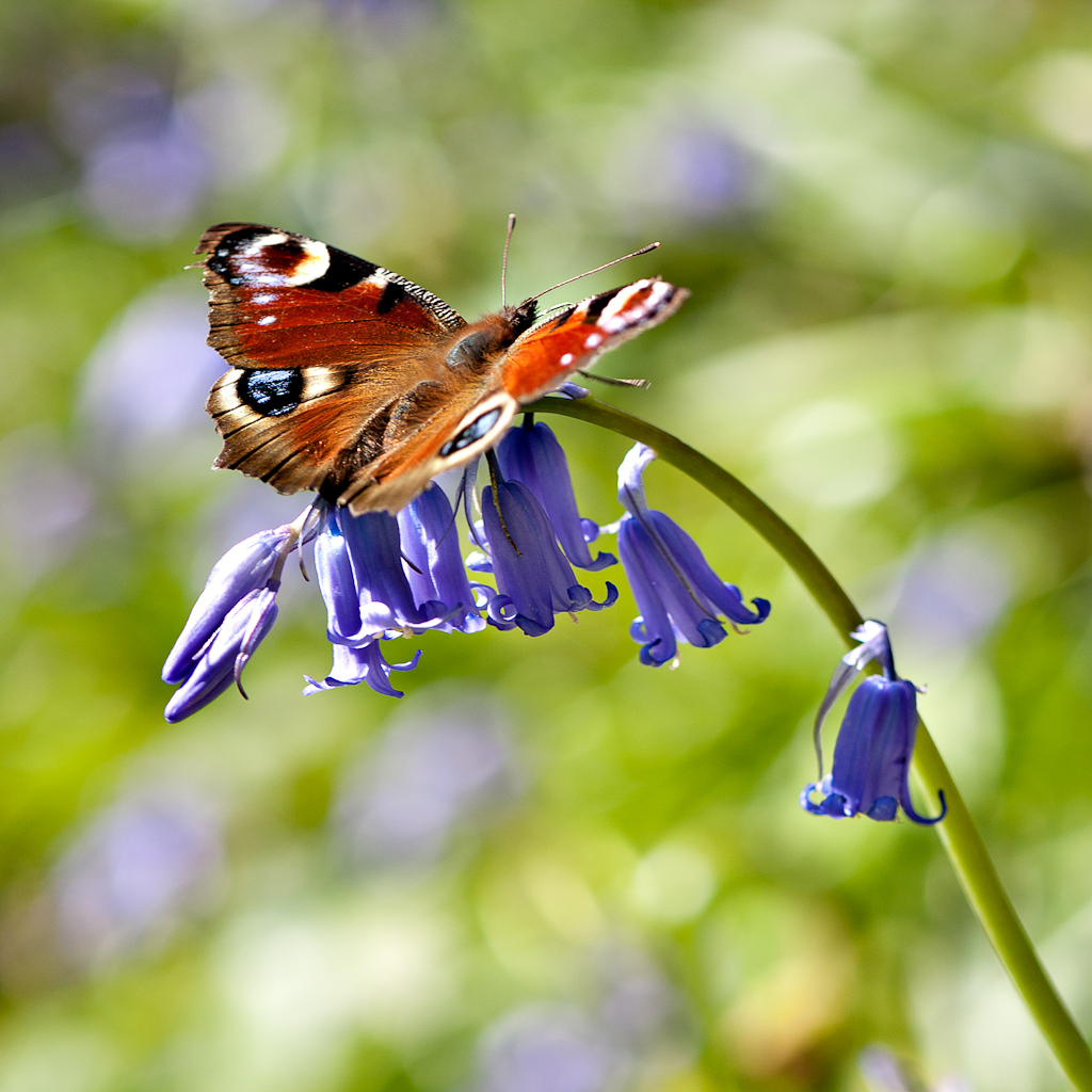 Species of UK: Week 19: Bluebells (Hyacinthoides non-scripta)