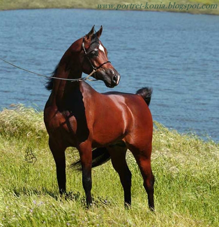 Portret konia...: Koń czystej krwi arabskiej