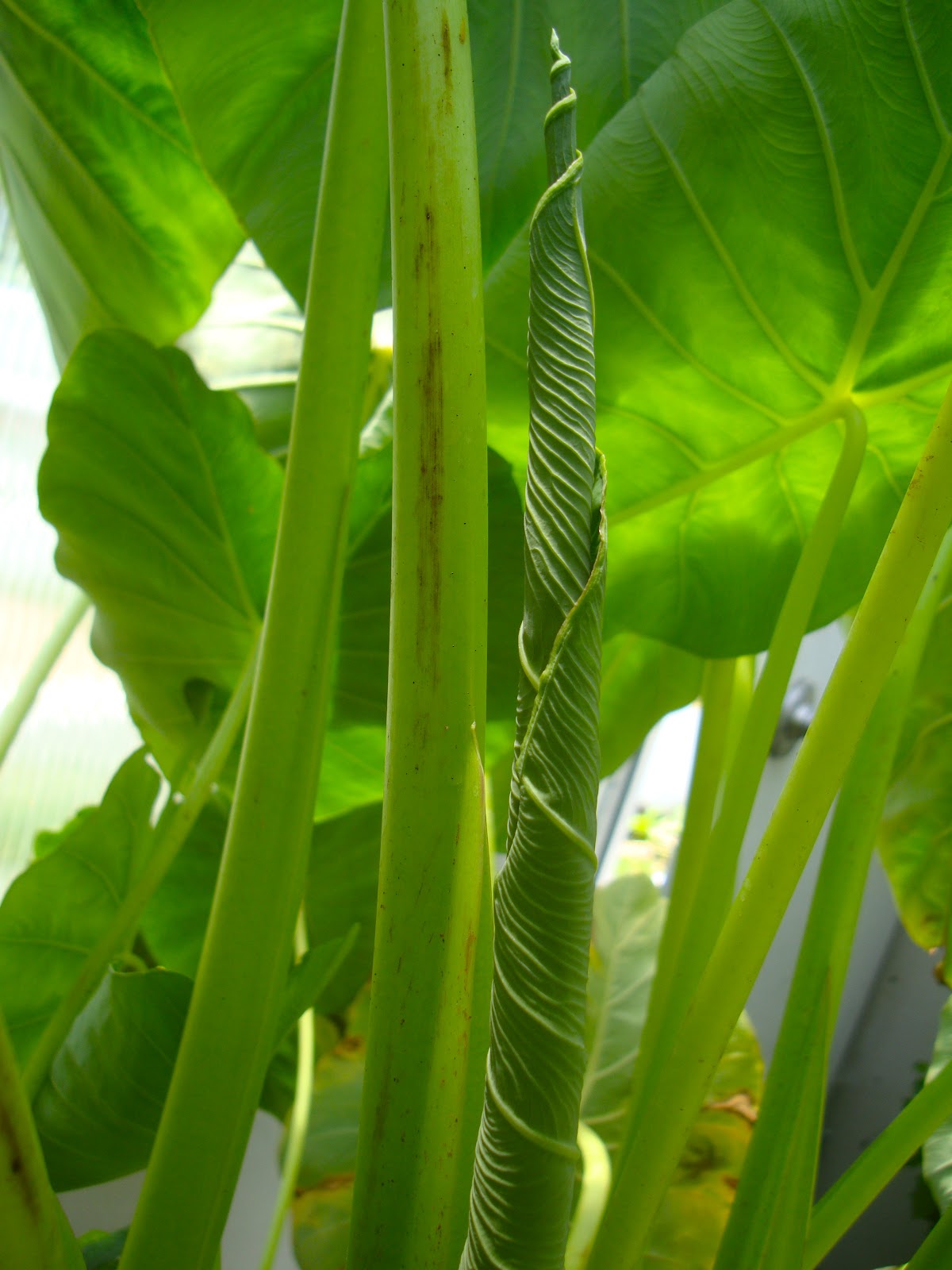 Taste of Nepal: Karkalo-Gaava-Pidhaalu - Taro (कर्कलो-गाभा-पिँडालु)