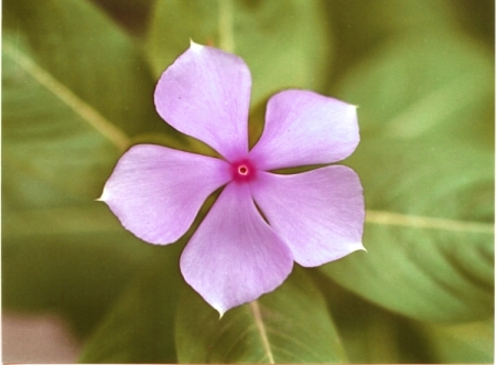 Spreebird wildlife: SADABAHAR FLOWER