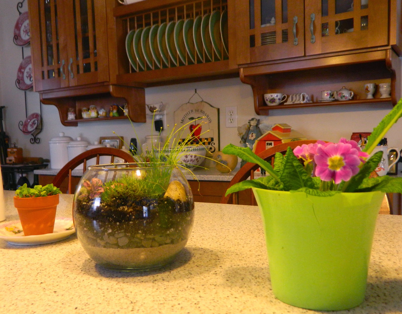 Pam's English Cottage Garden: A Terrific Terrarium