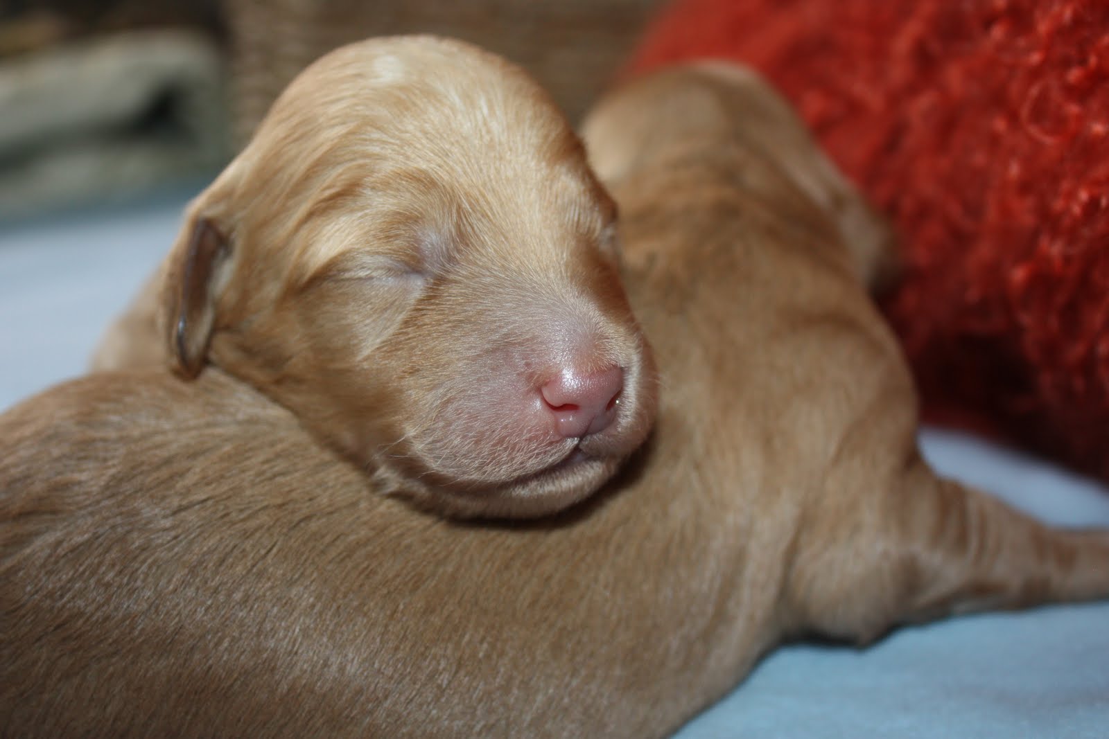 Prairie Doodles at Koocanusa: .... .DOODLEICIOUS 1 WEEK OLD ABBIE PUPPIES