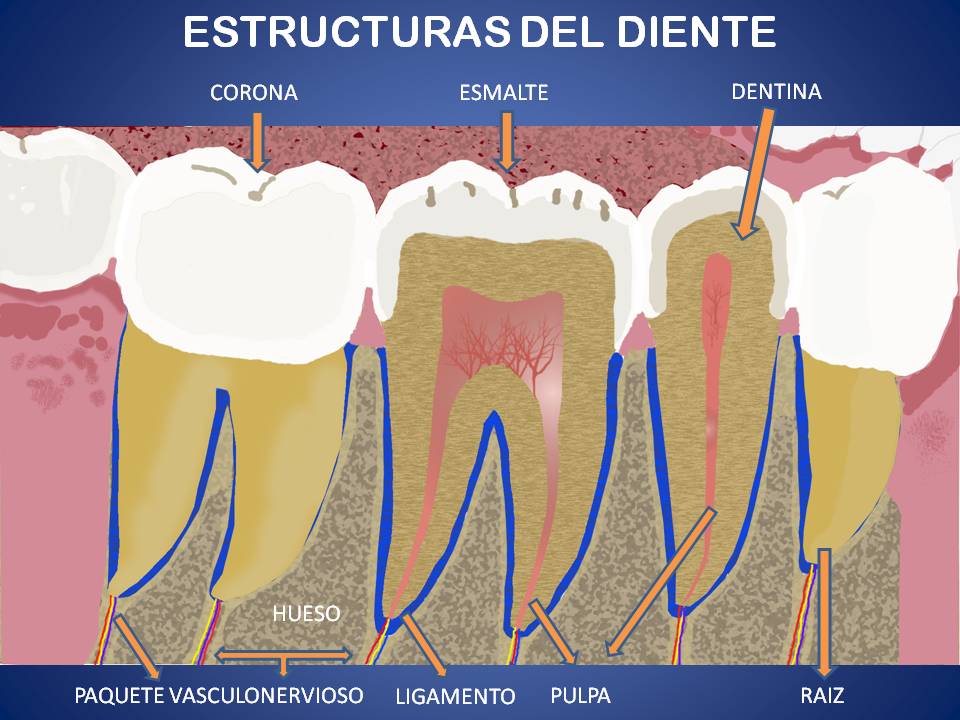 Pulpa Dentaria; Pulpa Dentis