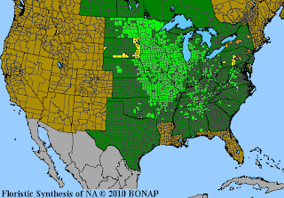 Restoring The Landscape With Native Plants: Native Plant of the Week ...