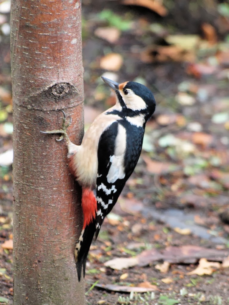Natuurfotografie Ab Wisselink : Grote Bonte Specht