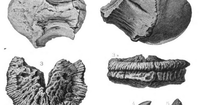 Equatorial Minnesota: Titanosaur osteoderms: introduction and history ...