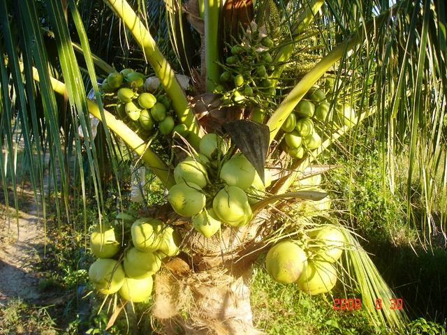 Legenda Pohon Enau Penghasil Tuak | Sejarah Legenda Dan Tokoh Dunia