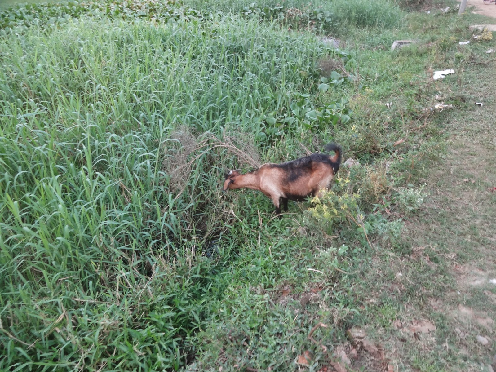 Developments in rural areas across the world: 2014