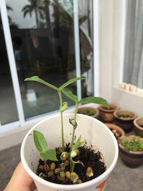 Enriching Young Lives: Mini Potted Edible Plant Project