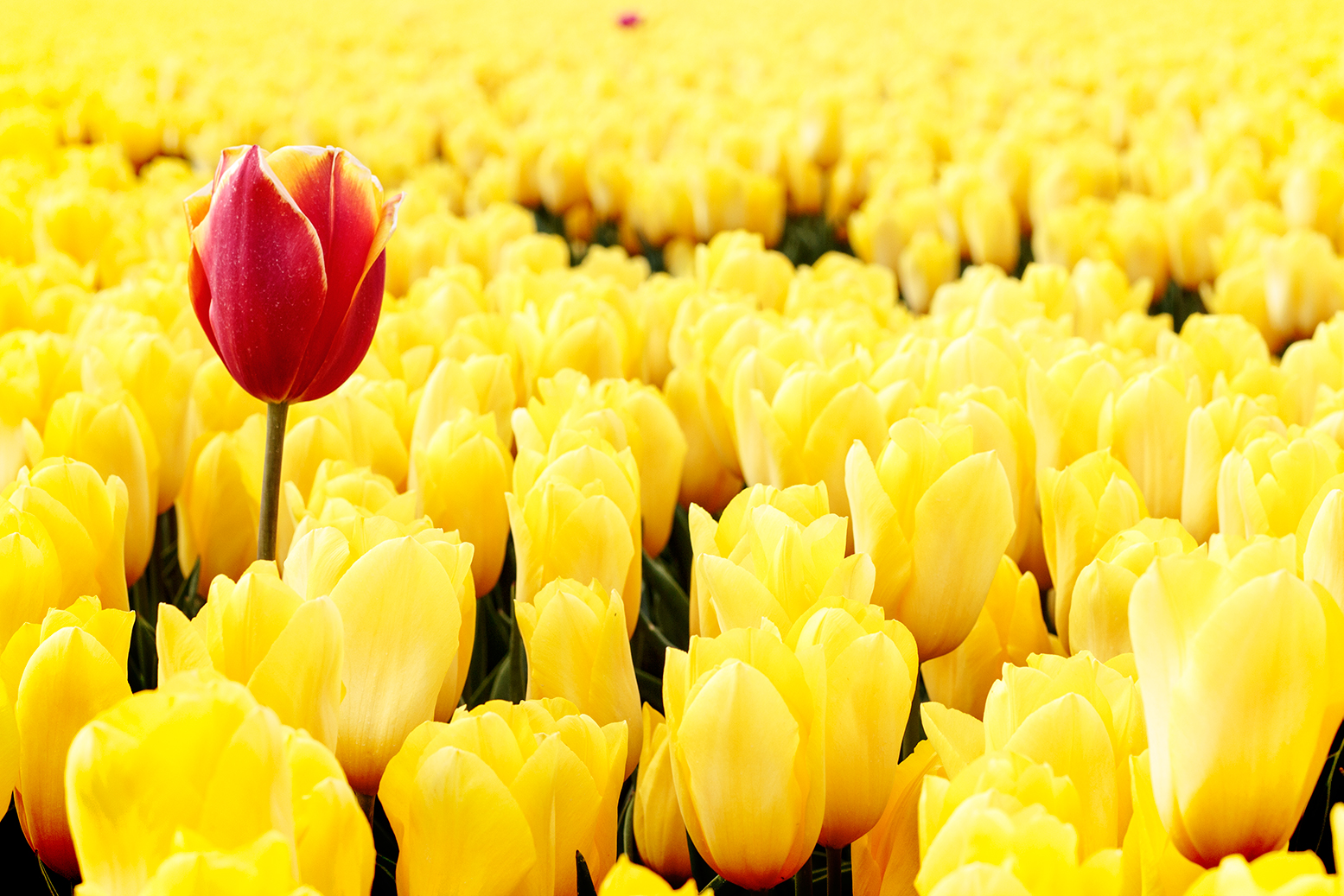 WEEKEND VIBES | TULIP FESTIVAL | Wit Konijn