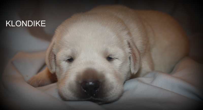 Maplewood Labradors: First Baby Pictures and Proud Parents - White Lab ...