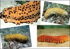 Jelly Gamat QnC | Khasiat Teripang Emas