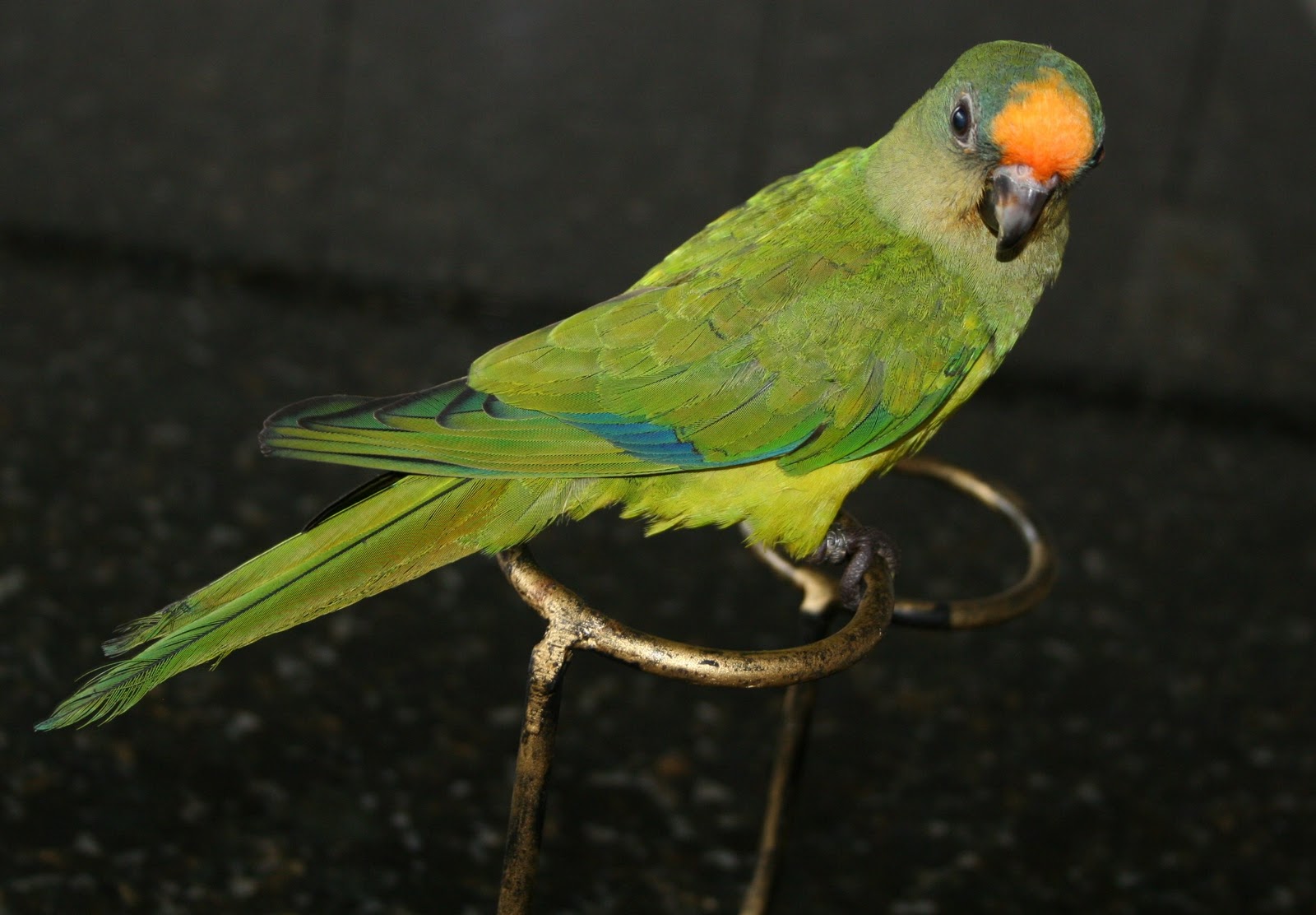 CRIADOURO MANDARIM: ARATINGA AUREA - PERIQUITO REI