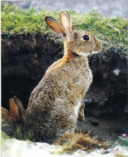 Geography 12 Rocks: European Rabbit in Australia