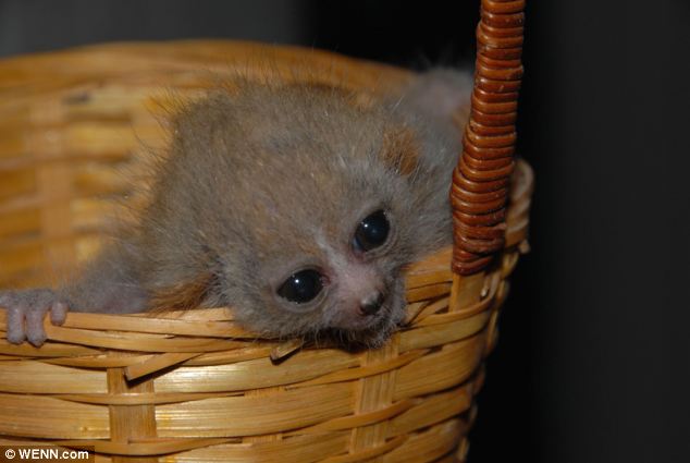 White Wolf : Tiny twin Slow Loris babies born at the El Paso Zoo