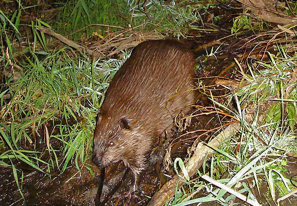 Camera Trap Codger: 2012