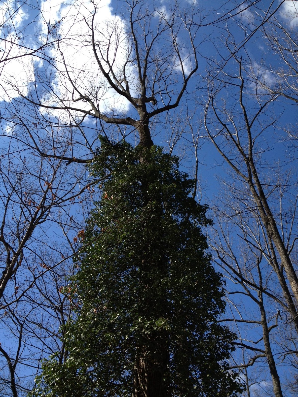 Blooma Tree Experts LLC: February 2013