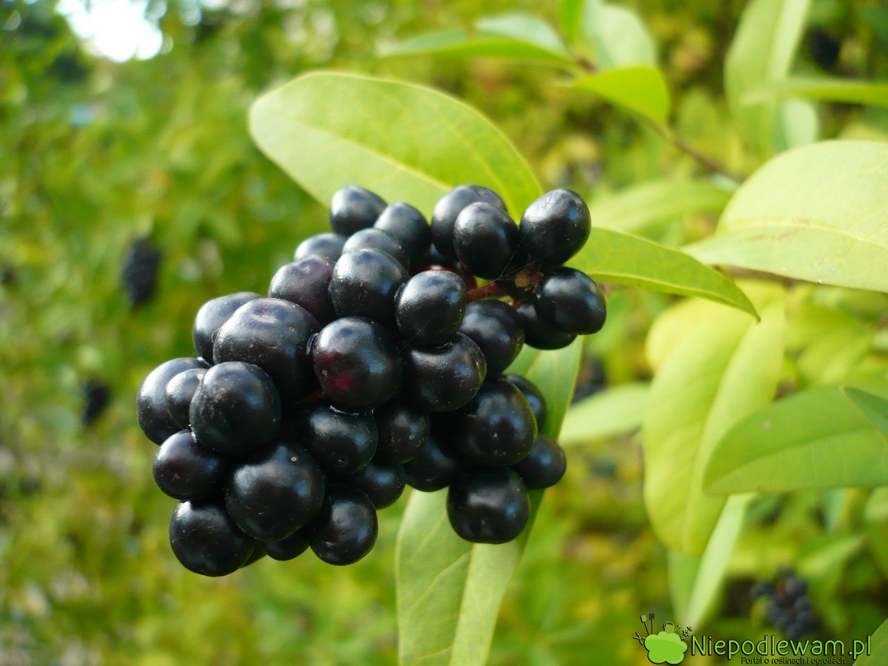 niepodlewam: Ligustr pospolity – dlaczego truje