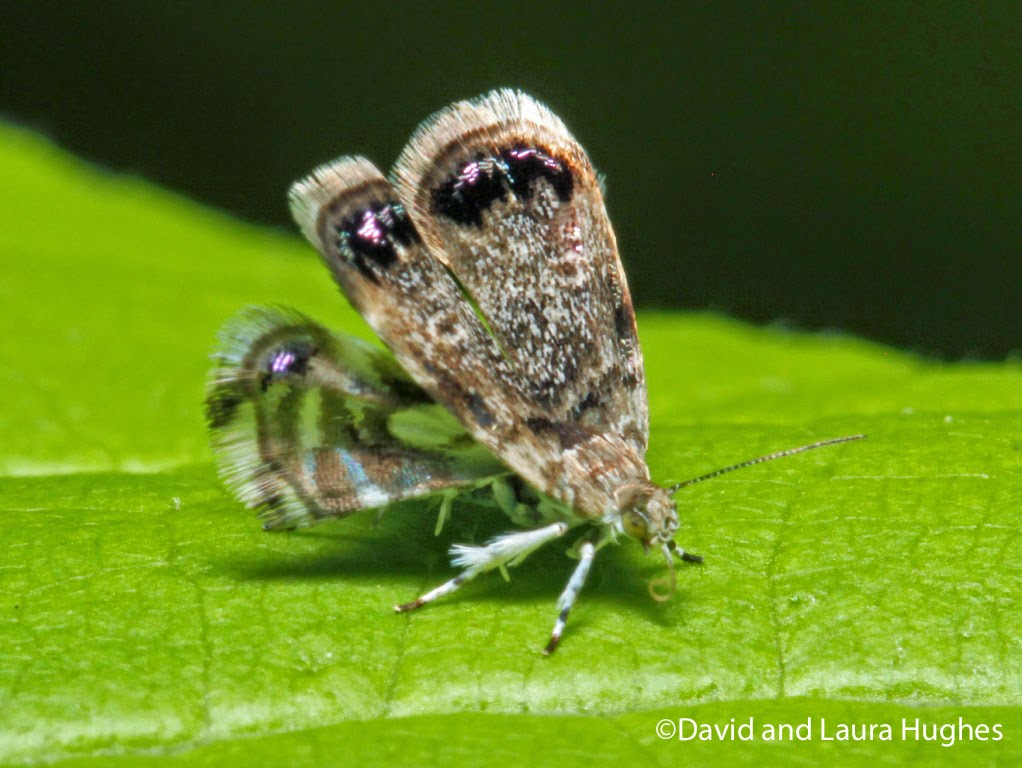 Ohio Birds and Biodiversity: Moth that mimics a spider!