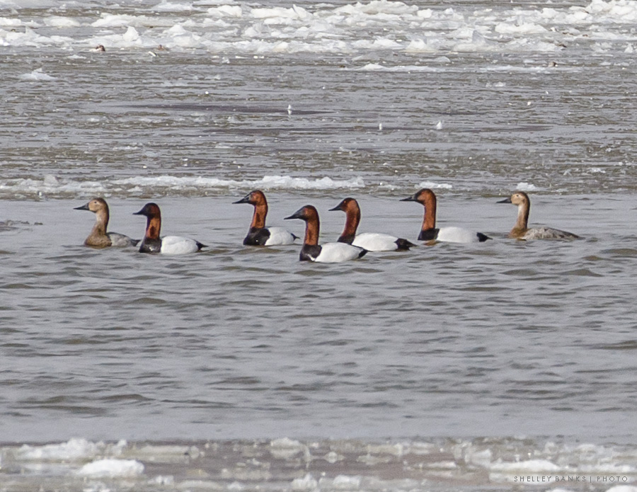 Prairie Nature: Canvasback ducks: Valeport Marsh, Saskatchewan