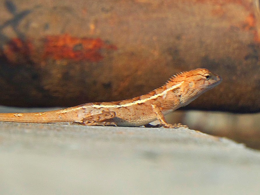 Paul Globe Trotting Holmes: ALBUM - Lizards Galore, Sihanoukville ...