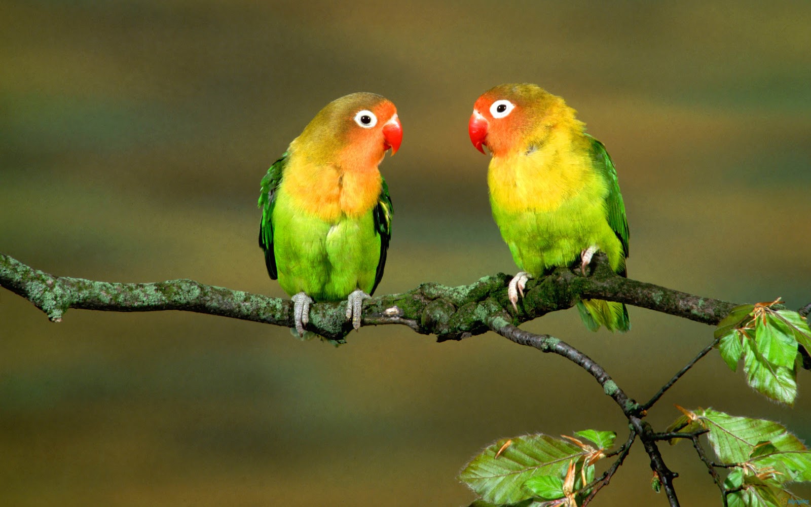 Free Best Pictures: Inseparable Bird & Inseparable Bird Wallpapers