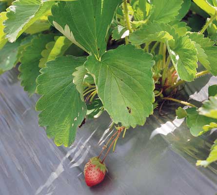 Control Pests and Diseases of Strawberry Plant