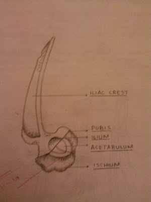 Isolated System: Study of the pectoral girdle and iliac crest of frog.