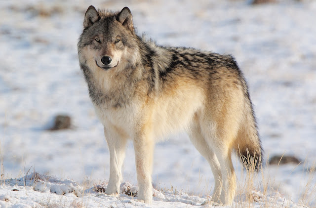 White Wolf : Canadian Photographer Captures Treasures of the Boreal ...