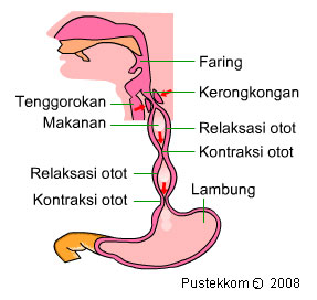 BLOG BIOLOGI: PROSES PENCERNAAN MAKANAN PEMAMAH BIAK DARI MULUT HINGGA ...