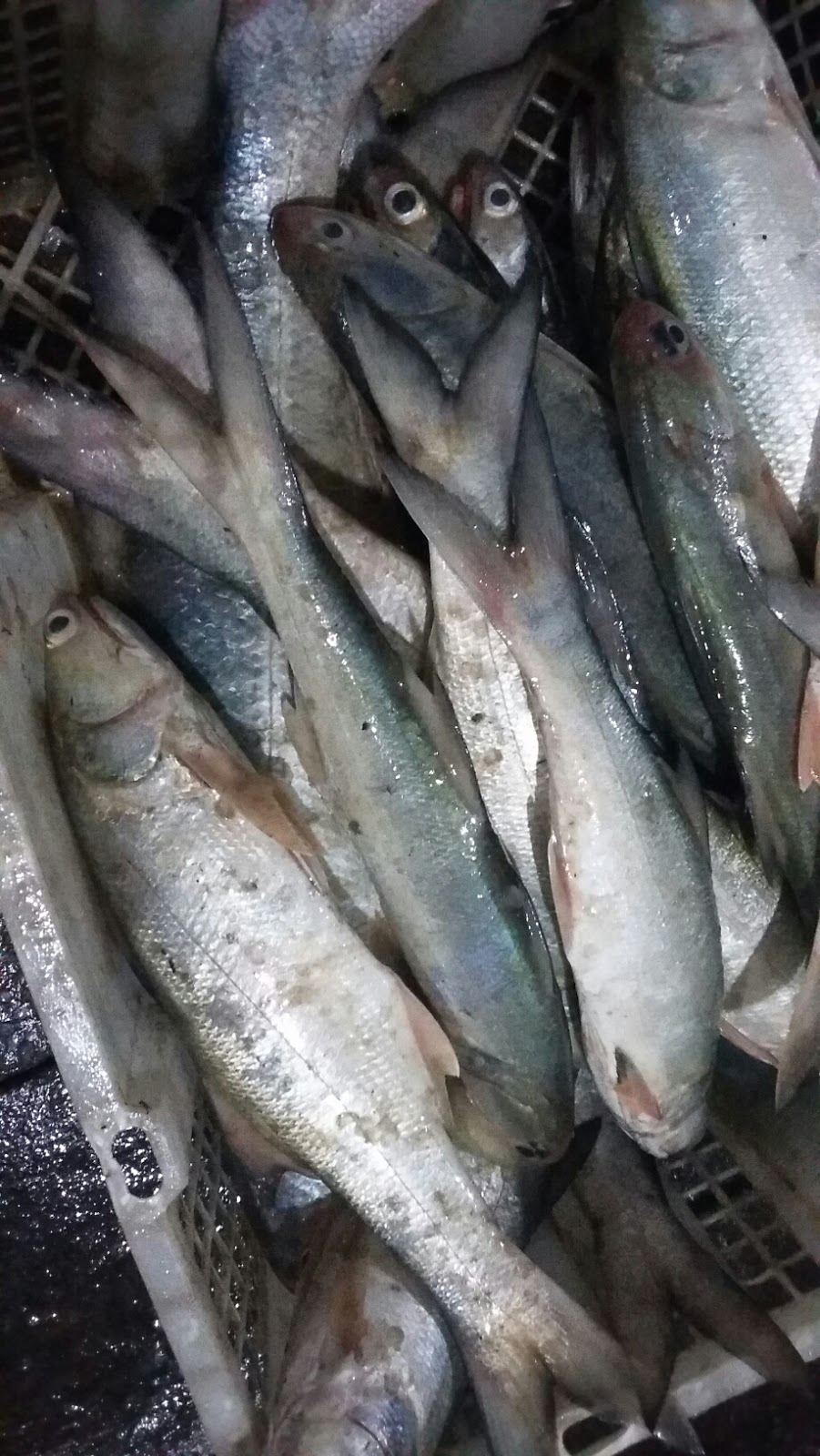 Seafood frozen segar ikan laut - Jual ikan laut beku - fresh - Ikan ...