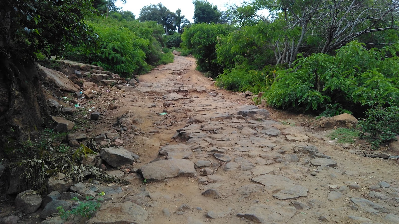 Male Mahadeshwara betta (MM.Hills)