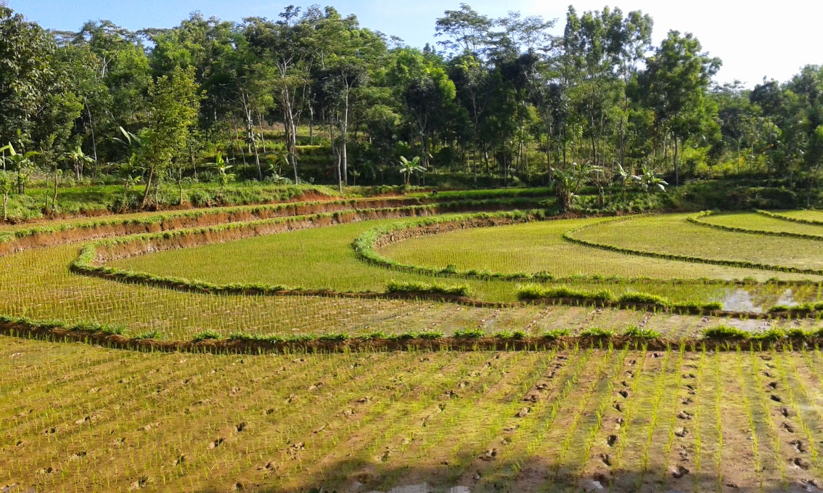 WISATA ALAM DUSUN KUTUGAN: PERSAWAHAN DESA WISATA